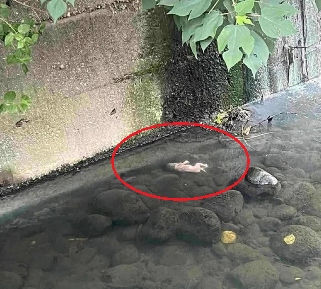Filipino Migrant Worker Suspected After Infant Found Dead in Taichung ...