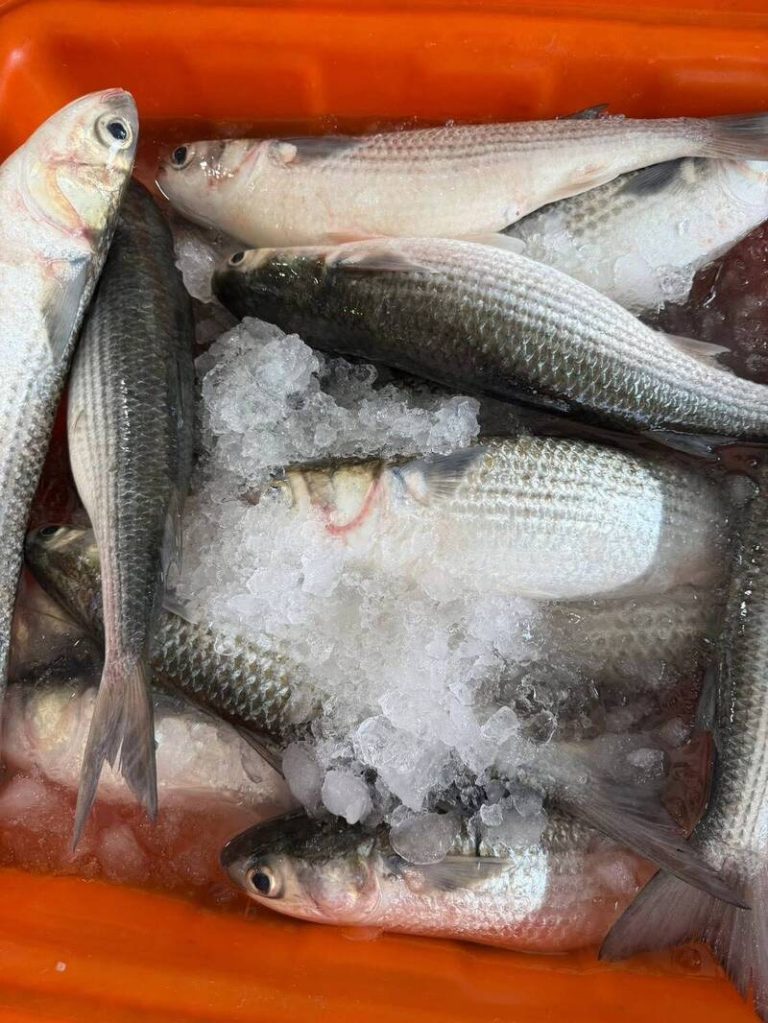 Cold Snap Triggers Early Mullet Boom in Changhua — Fishermen Reel In ...